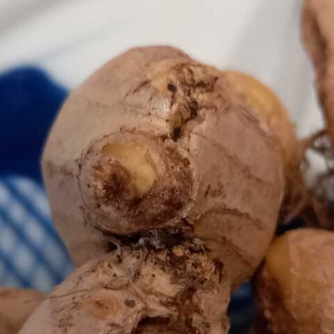 How to grow ginger (Zingibar officiale) : Kat's Garden