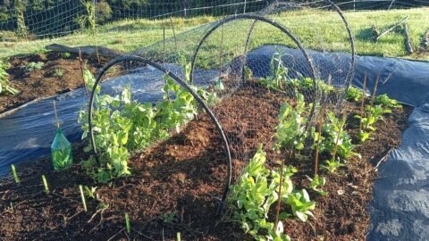 Cloche hoops : Kat's Garden