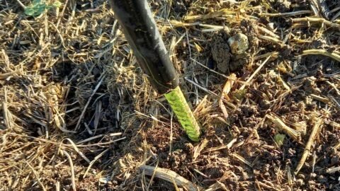 Cloche hoops : Kat's Garden