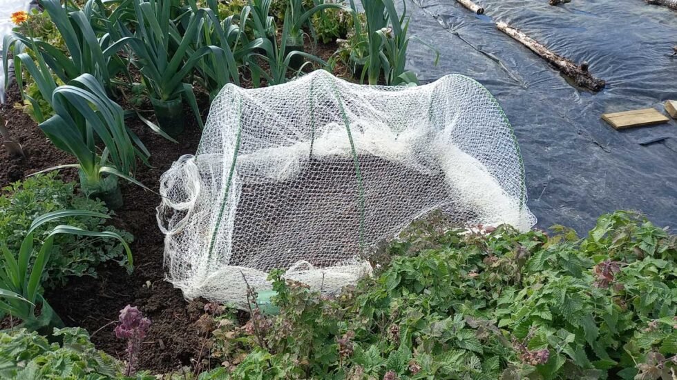 Cloche hoops : Kat's Garden