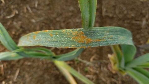 The dreaded garlic rust : Kat's Garden