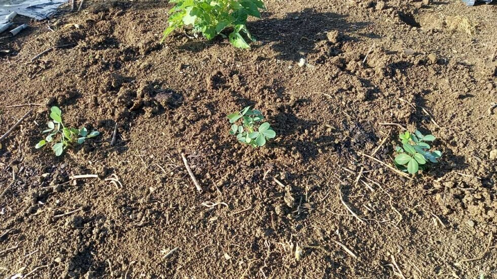 Planting peanuts : Kat's Garden