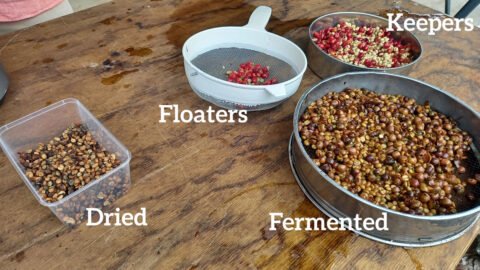 Testing the coffee beans : Kat's Garden