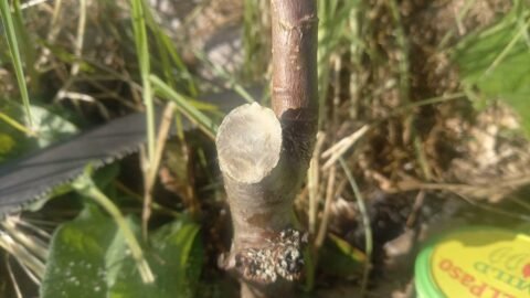 How to make your own pruning paste : Kat's Garden