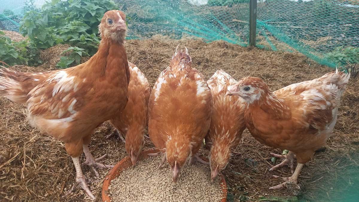 We're chicken people : Kat's Garden