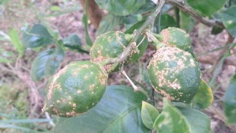 Citrus care guide : Kat's Garden